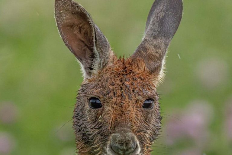 Un Wallaby en caval à Boucherville - Journal de Boucherville